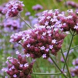 Interesting Facts about Verbena | Verbena Symbolism